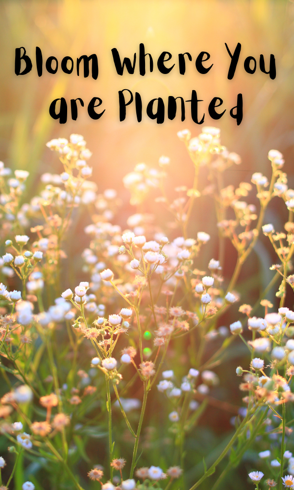 26 Beautiful Flowers with Meanings of Self Love - On Your Journey