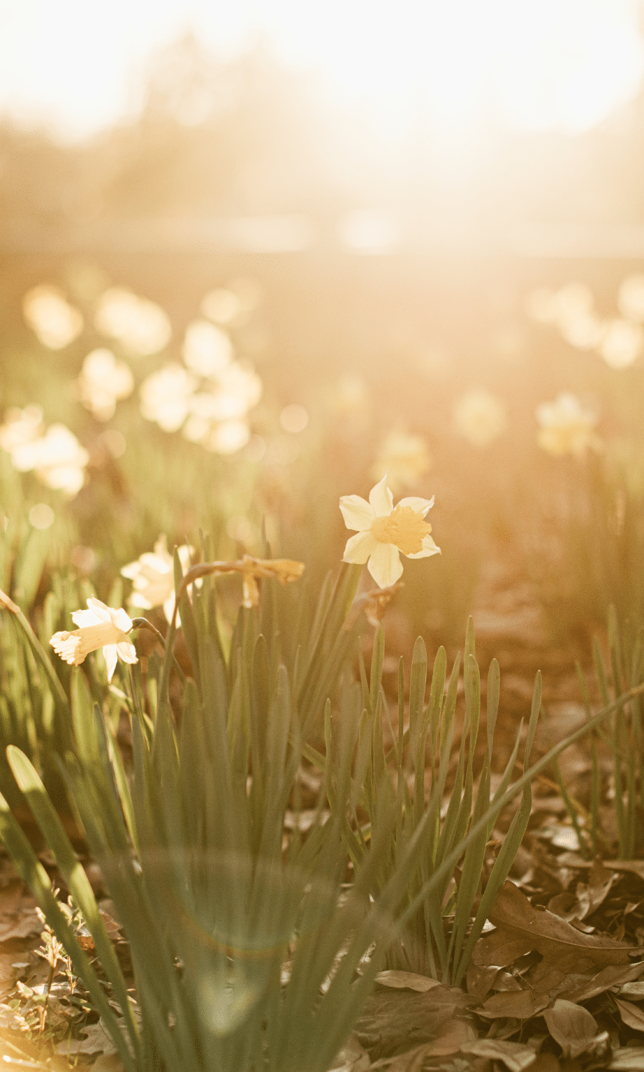 26 Beautiful Flowers with Meanings of Self Love - On Your Journey