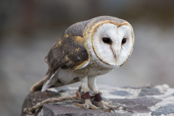 Symbolism of Seeing an Owl - What Does it Mean? - On Your Journey