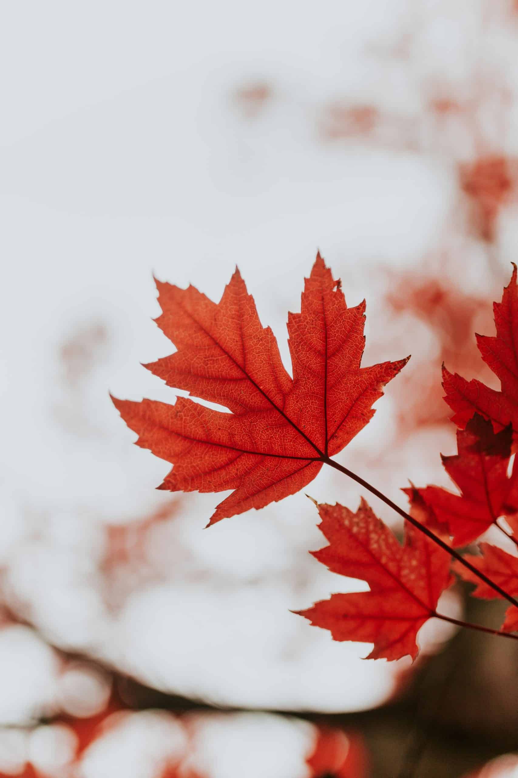 35 Spiritual Symbols of Love and Their Deep Meanings - On Your Journey